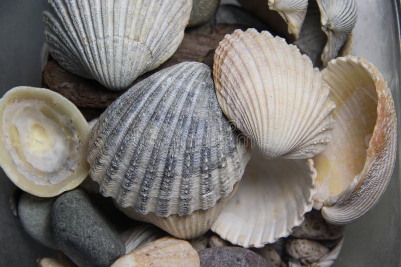 Mix of Big Beautiful Shells Stock Photo - Image of seashells, seashell ...