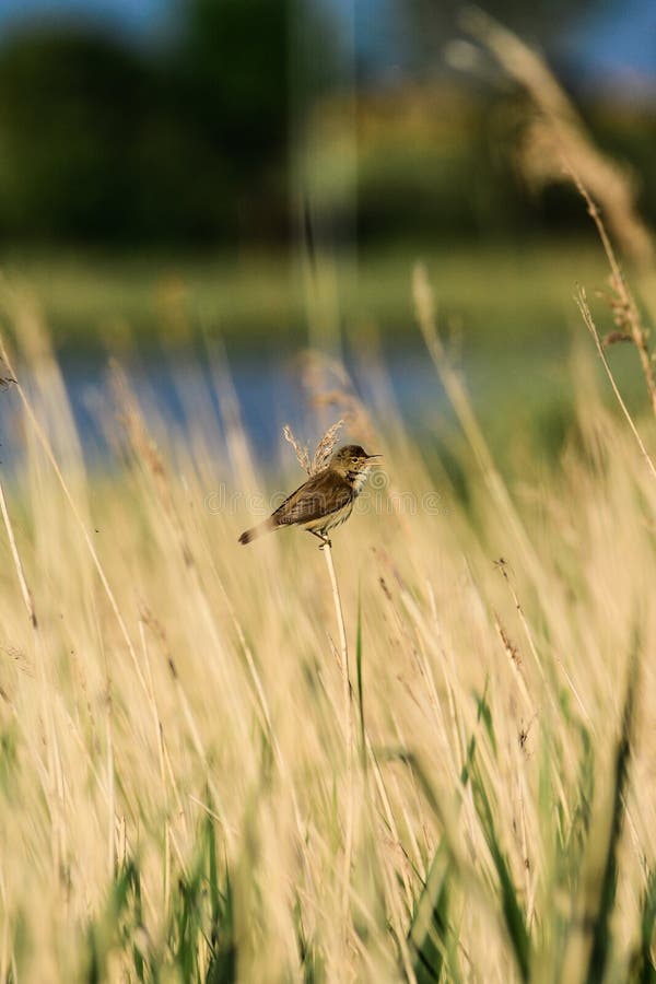 Mix of birds stock photo. Image of animals, bunting, little - 73261250