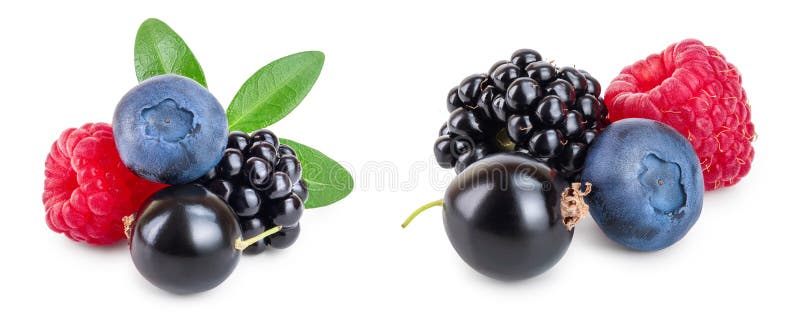 Mix of Blackberry Blueberry Raspberry Black Currant with Leaf Isolated ...