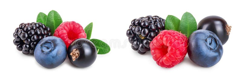 Mix of Blackberry Blueberry Raspberry Black Currant with Leaf Isolated ...