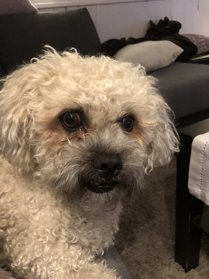 Mix breed dog stock photo. Image of breed, combination - 126228070