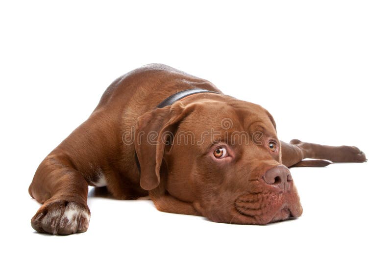 Bull mastiff stock image. Image of fawn, portrait, broun - 3931581