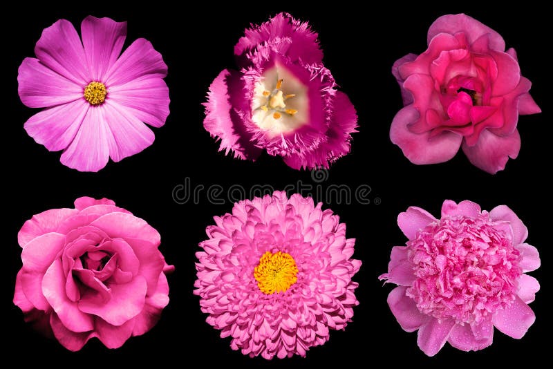 Mix Collage of Pink Flowers 6 in 1 Isolated Stock Image - Image of flax ...
