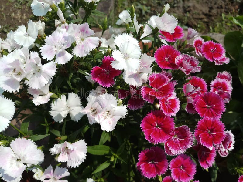 Mix Color Dianthus Flower in Garden Stock Photo - Image of spring ...