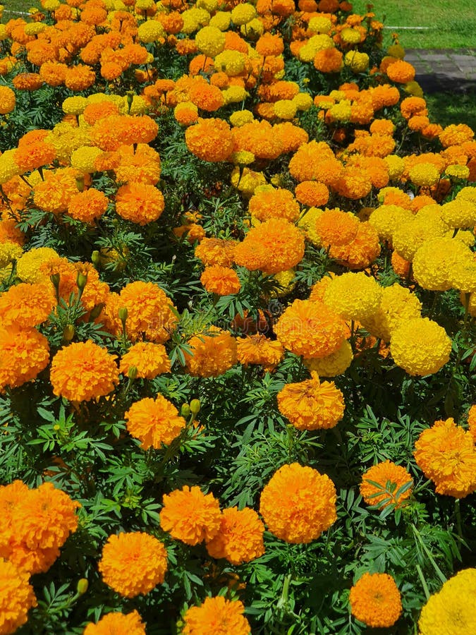 Mix Color Marigold Flowers stock image. Image of marigold - 267275701
