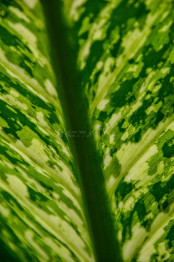 Mix Color Textured of Fresh Leaf Stock Photo - Image of collection ...