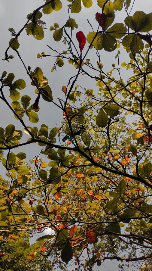 Mix color of tree stock photo. Image of sunlight, leaf - 233747474