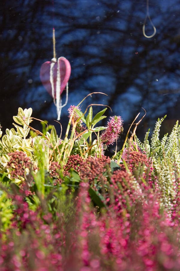 Heather_heart_copyspace stock photo. Image of weathered - 60087944