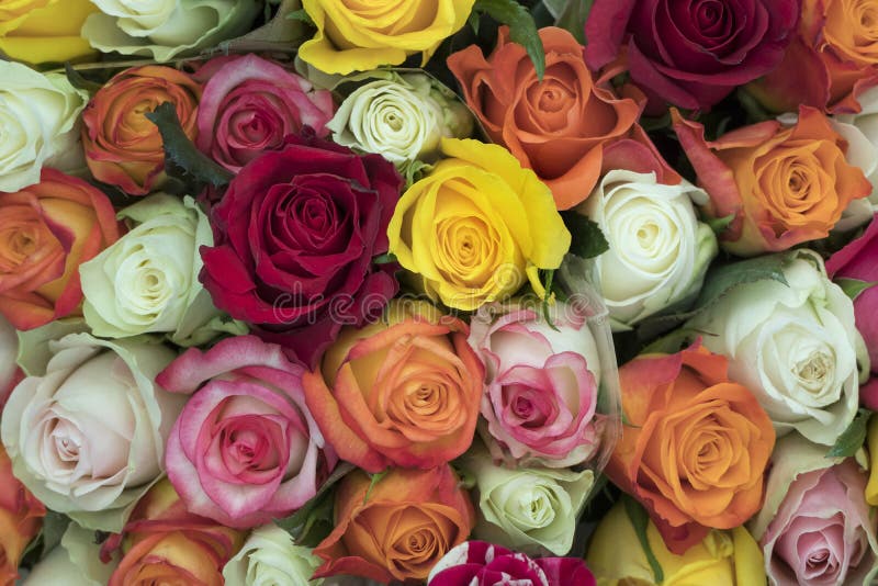 Mix of colorful roses stock photo. Image of present - 152331854