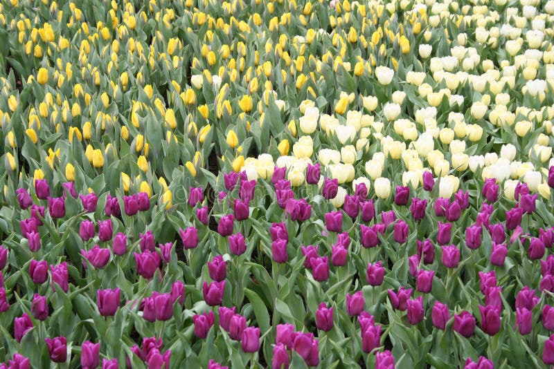 Mix of Colorful Tulips in Spring Stock Photo - Image of garden, pink ...