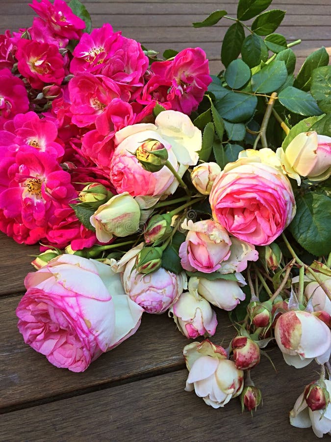 Roses stock photo. Image of bloom, plant, rose, camellia - 103890746