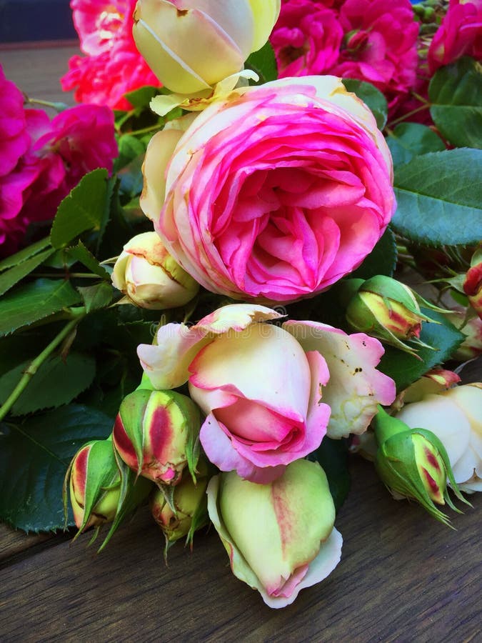 Roses stock image. Image of petal, plant, rose, pink - 103890819