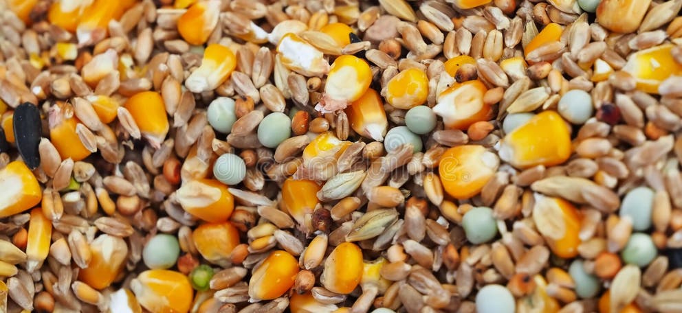 Mix of Corn and Seeds for Cooking Stock Image - Image of topview, bunch ...