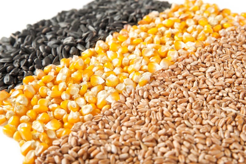 Mix Corn, Wheat, Sunflower Seeds Stock Photo - Image of grains, body ...