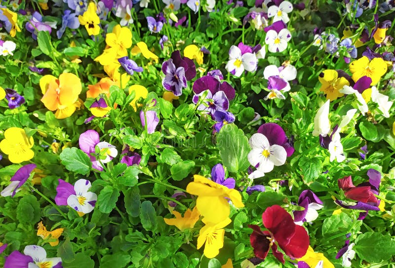 Mix Difference Colour of Pansy Flower, Viola, Spring Flower Stock Image ...