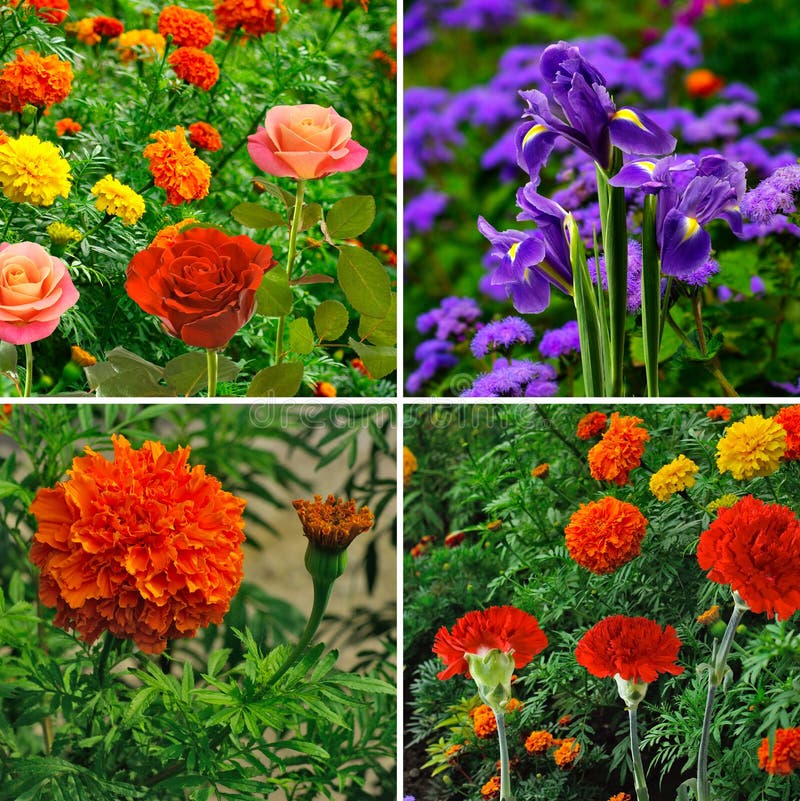 Mix different flowers stock photo. Image of ecology, peace - 53371098