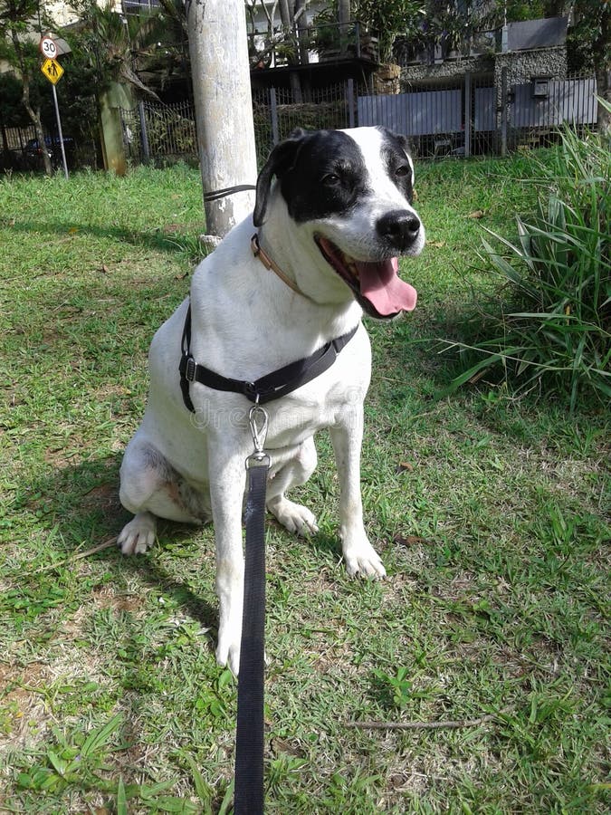 Mix dog stock photo. Image of friendly, dogwalking, pituca - 80709664