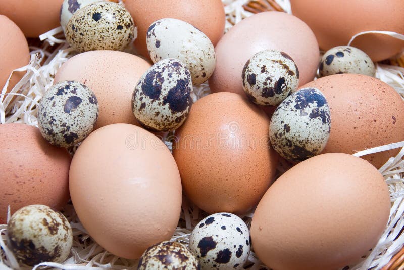 Mix eggs stock photo. Image of food, eggs, cuisine, nutritious - 22122202
