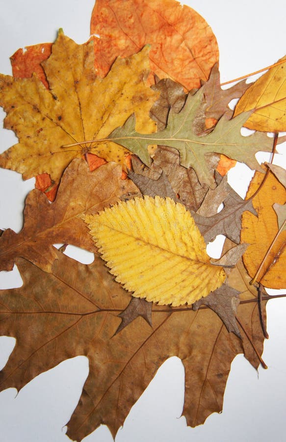 Mix of Fall Multicolored Leaves in Herbarium Stock Image - Image of ...