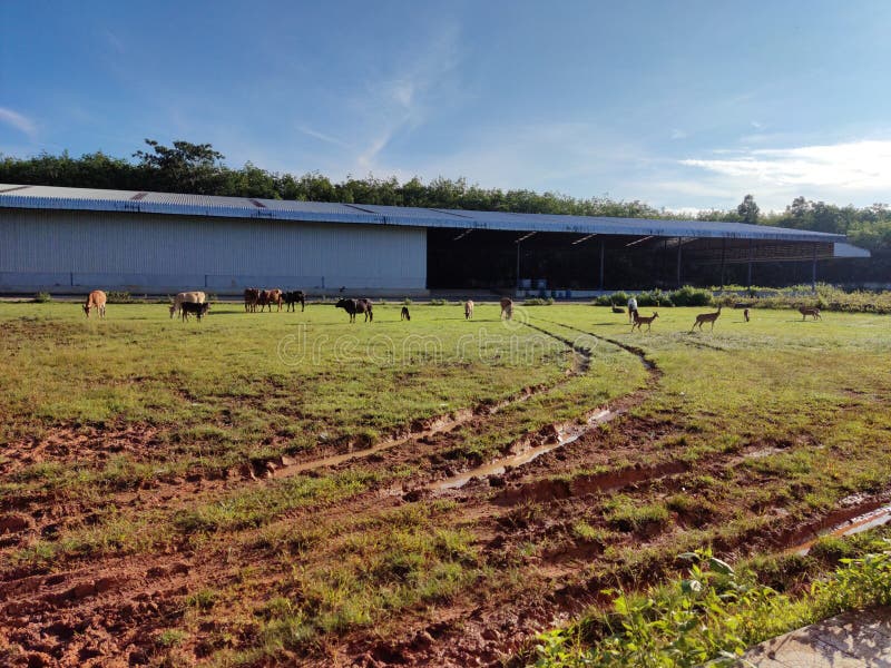 Mix Farming stock photo. Image of meadow, agriculture - 244340962