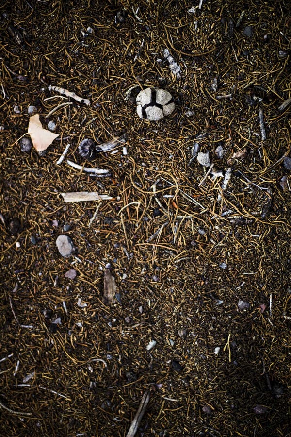 Mix of Field Objects, Stones, Dark Earth, Sticks and Tree Branches ...