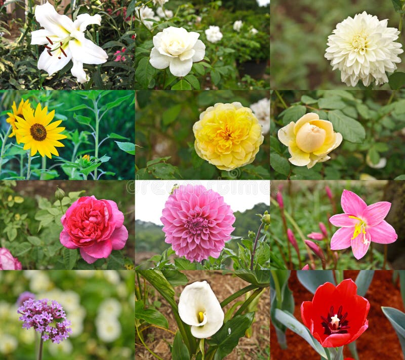 Mix Flower stock photo. Image of nature, rose, orange - 38972108