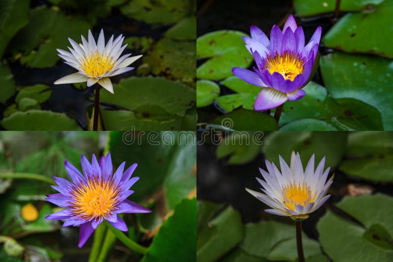 Mix Flower stock image. Image of plant, spring, botany - 38972113