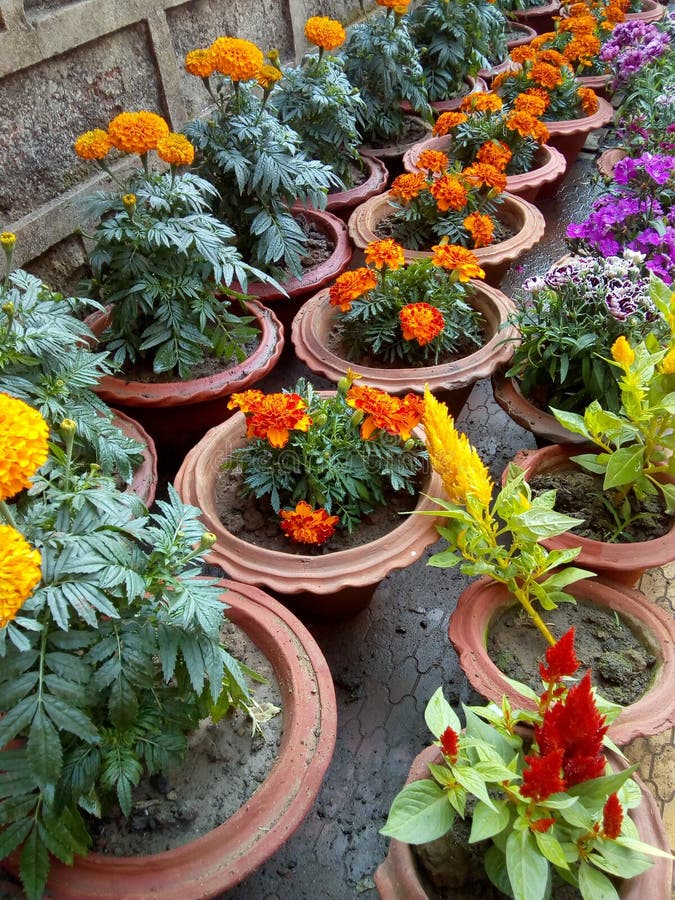 Mix flower stock photo. Image of garden, flower, flowers - 137009300