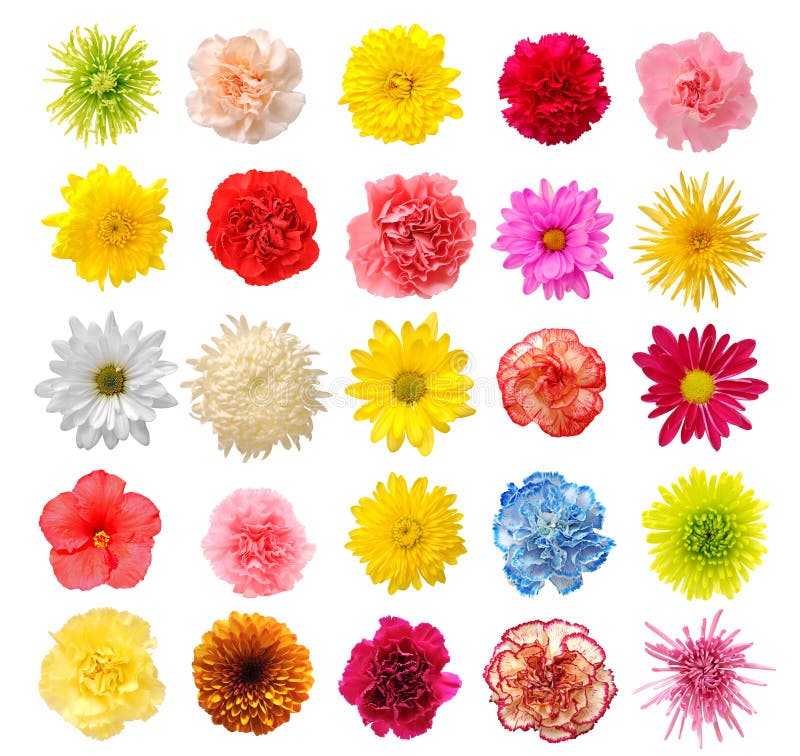 Mix flower stock image. Image of botany, carnation, beautiful - 30564723