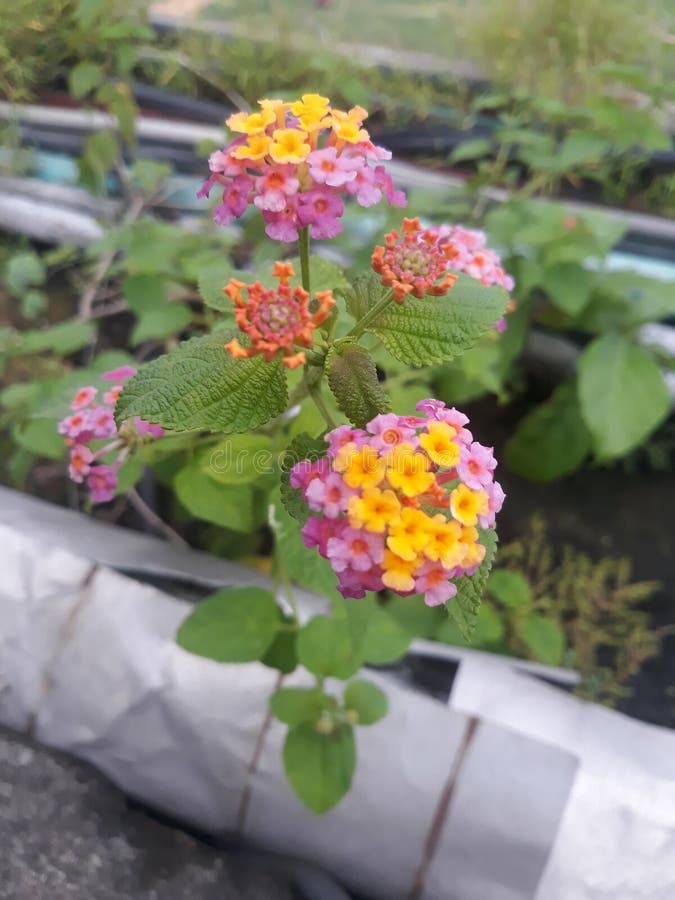 Mix flower tree stock photo. Image of tree, redyellow - 156014982