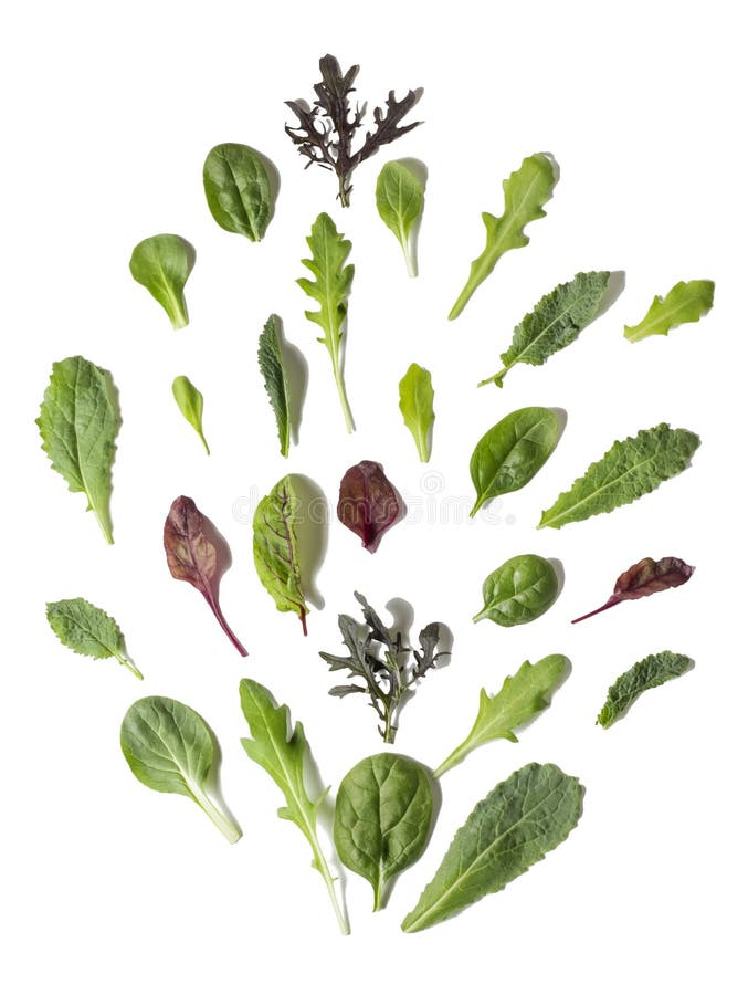 Mix of Fresh Edible Lettuce Leaves, Flat Layout Stock Image - Image of ...