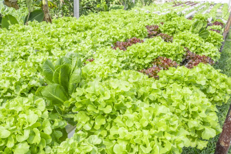 The Mix Fresh Hydroponic Organic Vegetable Cultivation Farm Stock Image ...