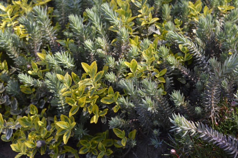 Mix of Green Plants and Shrubs Stock Photo - Image of garden, beautiful ...