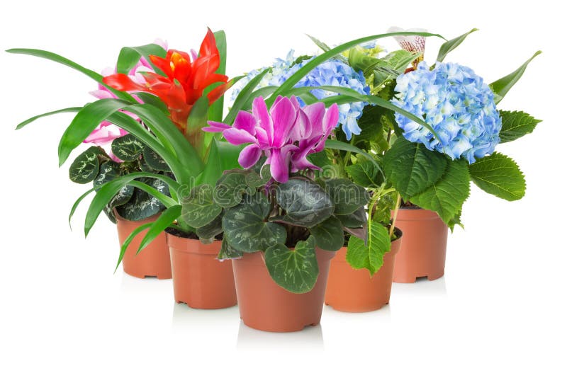 Mix of Houseplants with Flowers Isolated on a White Background Stock ...