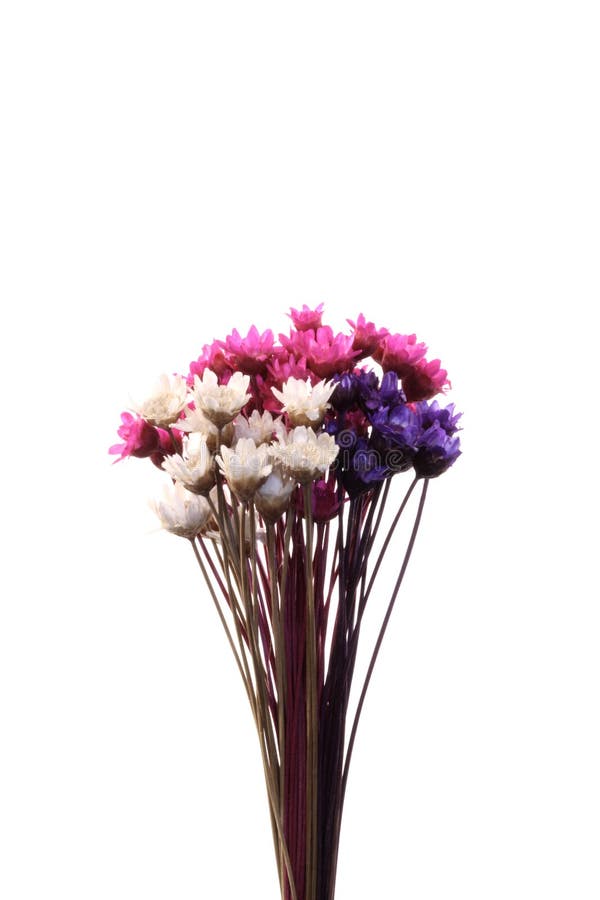 Micro flowers bouquet stock image. Image of vertical - 44532953