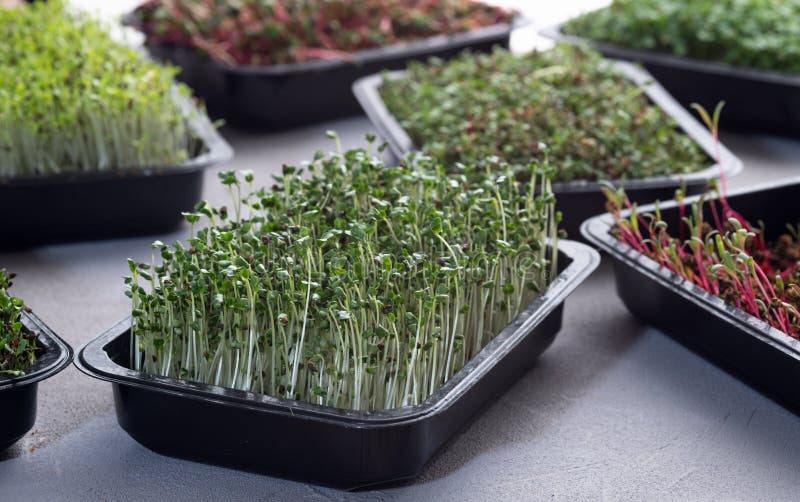 Mix of Microgreens in Container Stock Photo - Image of nutrition ...