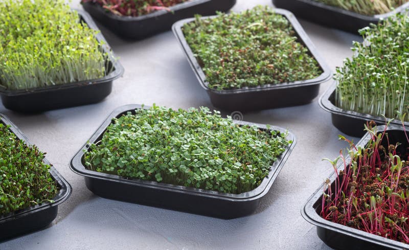 Mix of Microgreens in Container Stock Image - Image of fresh, healthy ...