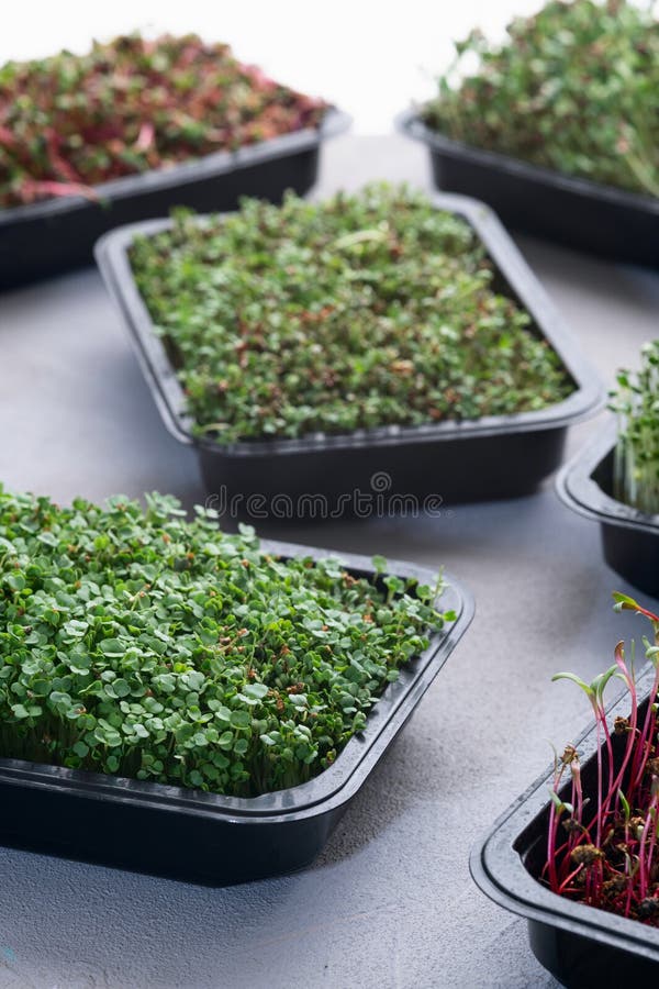 Mix of Microgreens in Container Stock Photo - Image of health ...