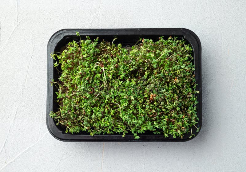 Mix of Microgreens in Container Stock Photo - Image of salad, garden ...