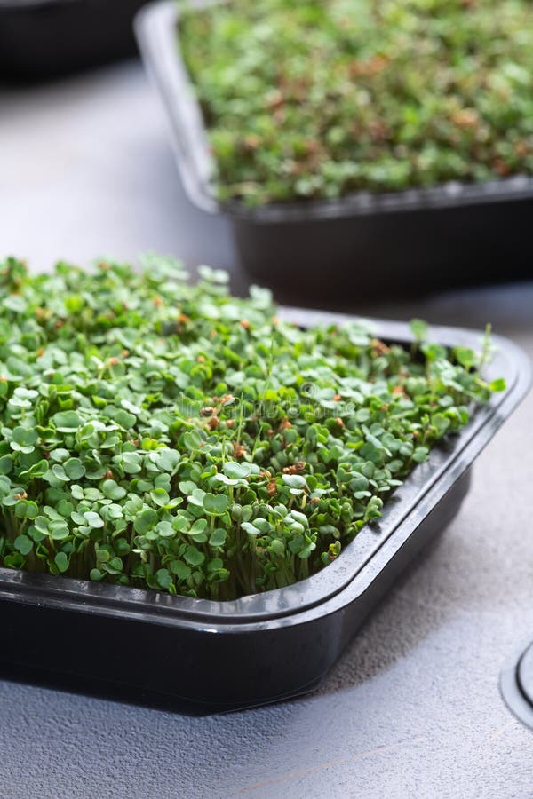 Mix of Microgreens in Container Stock Photo - Image of healthy, garden ...