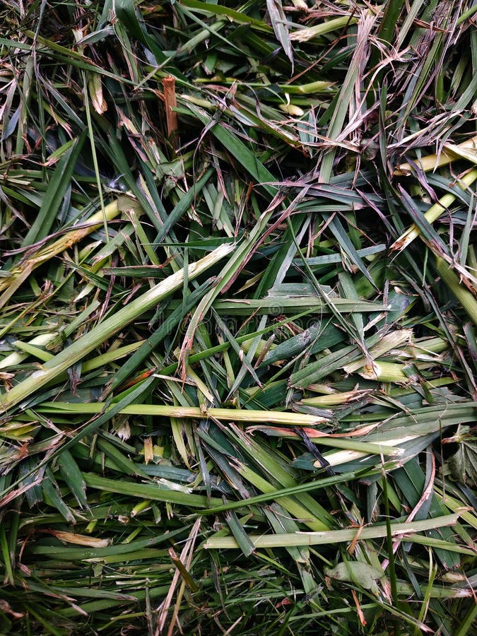 Mix the Mown Grass with the Old Grass Stock Image - Image of lawn ...