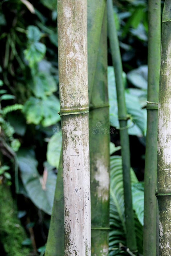 Mix of Plants in the Botanical Garden Stock Image - Image of growing ...