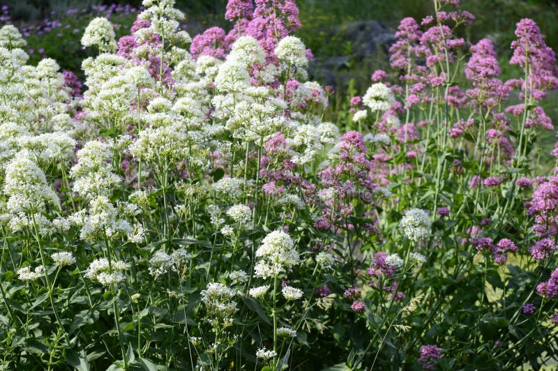 Centranthus Alba Stock Photos - Free & Royalty-Free Stock Photos from ...