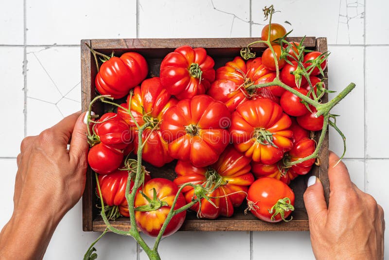 Mix red tomatoes stock photo. Image of cooking, mixed - 255231500