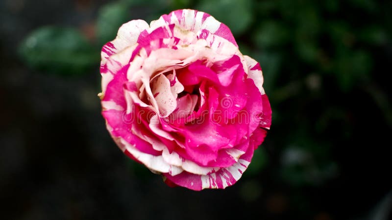 Mix Rose stock image. Image of life, abstract, flora - 73855855