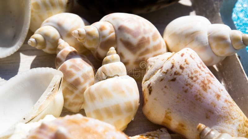 Mix of Snail Shells and Seashells Stock Photo - Image of animal ...