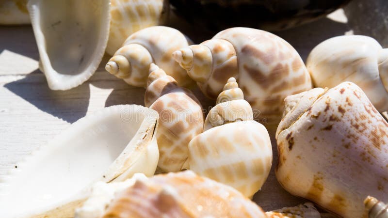 Mix of Snail Shells and Seashells Stock Photo - Image of mussel ...
