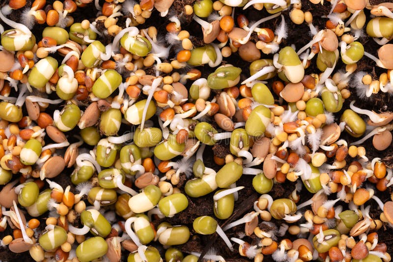 Mixed Sprouts Germinating on Humus Soil, Closeup from Above Stock Image ...