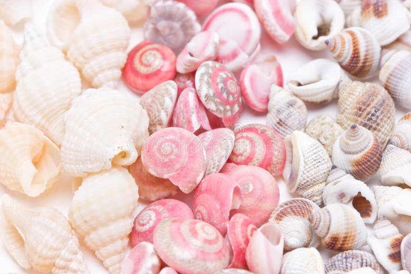 Mix Three Kind of Sea Shells. Stock Image - Image of animal, delicate ...