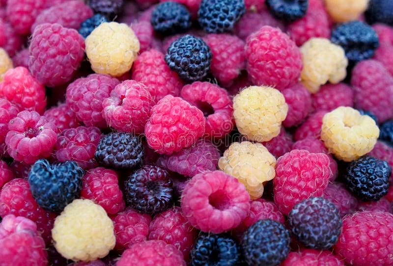 Mix Three Varieties of Raspberries Stock Photo - Image of raspberries ...